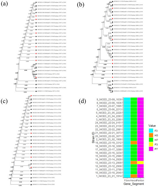 Genomic Expedition: Deciphering Human Adenovirus Strains from the 2023 ...