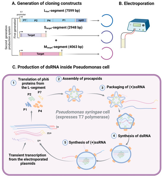 Utilization of Bacteriophage phi6 for the Production of High-Quality ...