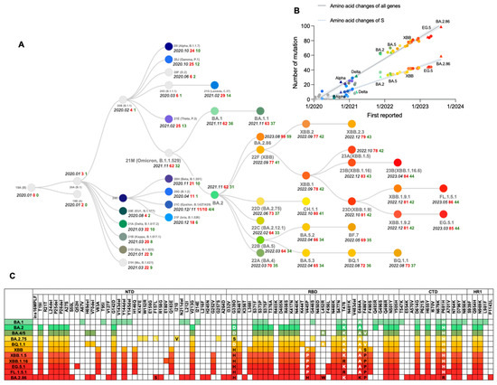 Evolution of the SARS-CoV-2 Omicron Variants: Genetic Impact on Viral ...