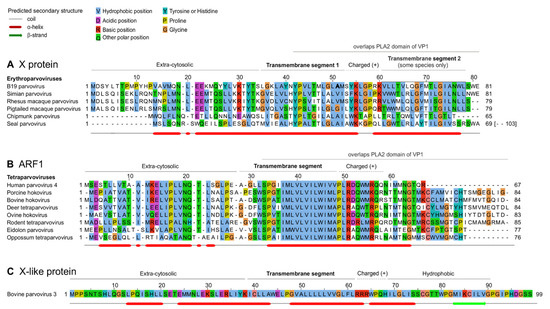 Parvovirus B19 and Human Parvovirus 4 Encode Similar Proteins in a Reading Frame Overlapping the ...