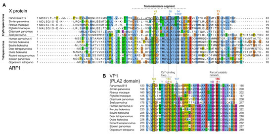 Parvovirus B19 and Human Parvovirus 4 Encode Similar Proteins in a Reading Frame Overlapping the ...