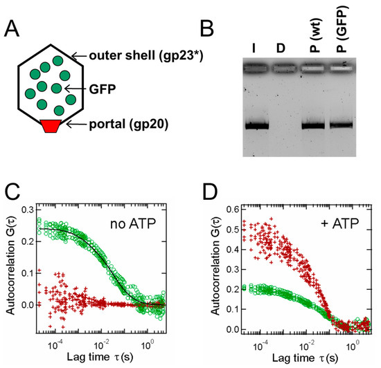 Mechanism of Viral DNA Packaging in Phage T4 Using Single-Molecule ...