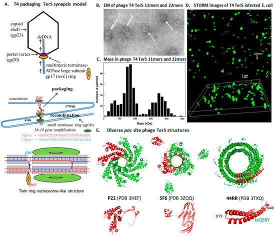 Mechanism of Viral DNA Packaging in Phage T4 Using Single-Molecule ...
