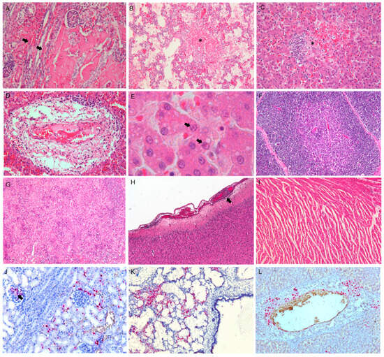 Whole-Genome Sequencing of Two Canine Herpesvirus 1 (CaHV-1) Isolates ...