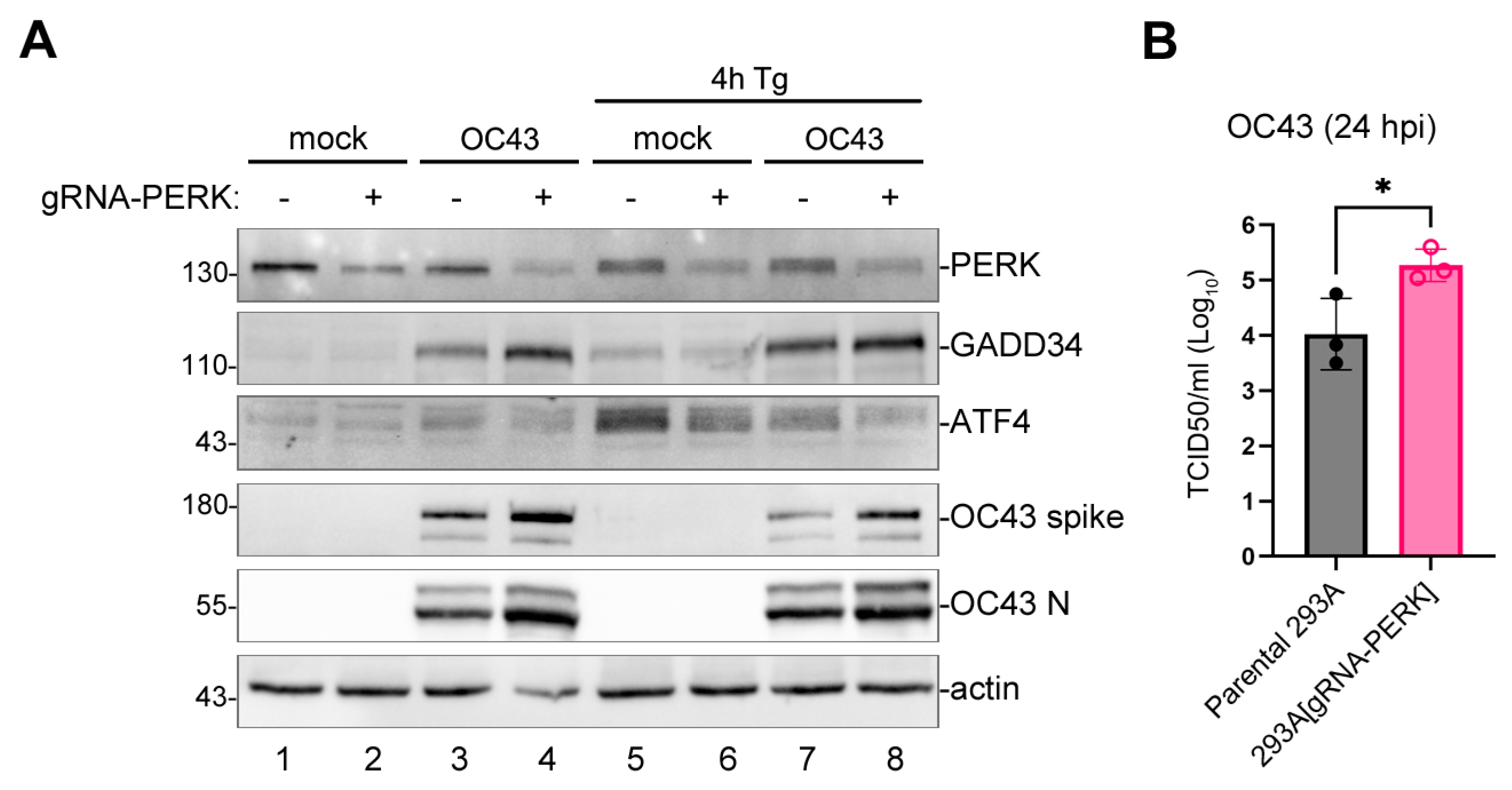 Human Betacoronavirus OC43 Interferes with the Integrated Stress ...