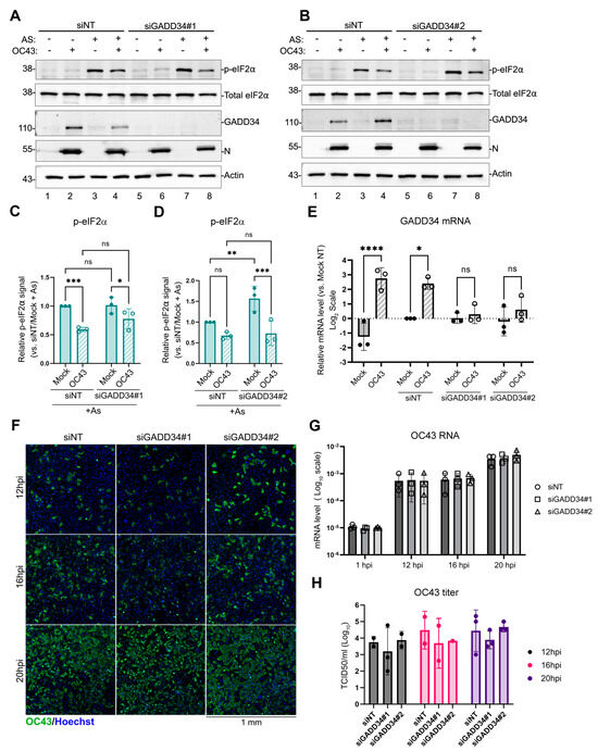 Human Betacoronavirus OC43 Interferes with the Integrated Stress ...
