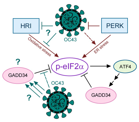 Human Betacoronavirus OC43 Interferes with the Integrated Stress ...