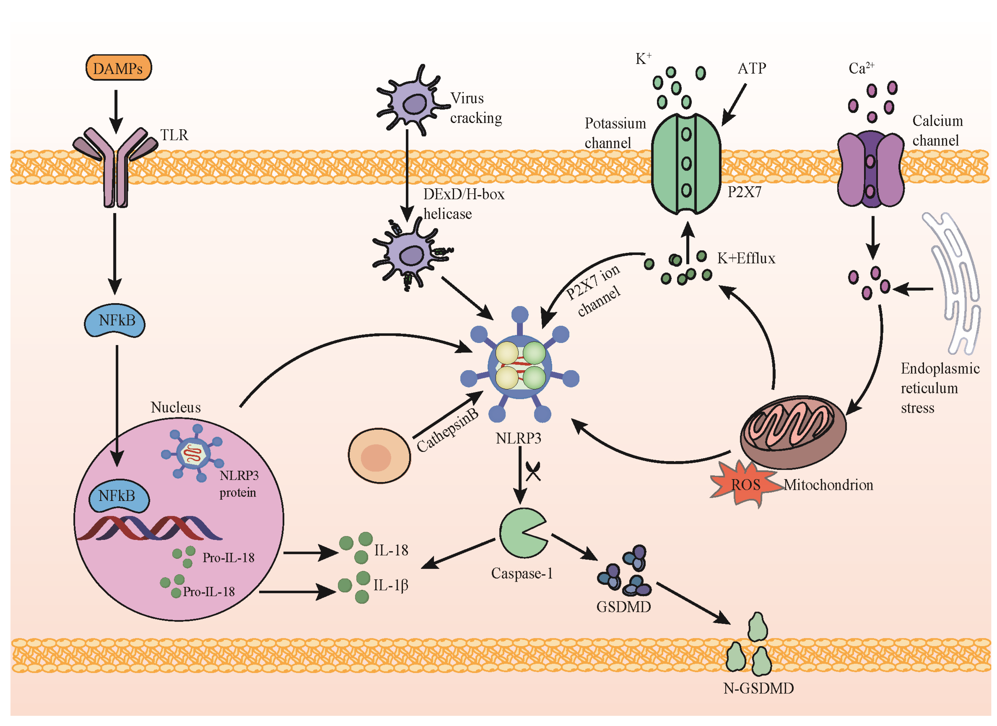 Viruses | Free Full-Text | Investigating the Nexus of NLRP3 Inflammasomes and COVID-19 ...