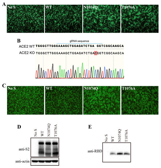 Stabilization of the Metastable Pre-Fusion Conformation of the SARS-CoV-2 Spike Glycoprotein ...
