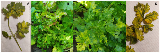 Old and New Aphid-Borne Viruses in Coriander in Chile: An ...