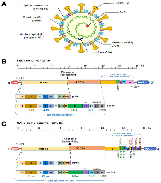 Comparative Review of the State of the Art in Research on the Porcine ...
