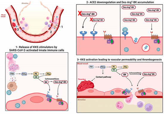 Potential Pathways and Pathophysiological Implications of Viral ...
