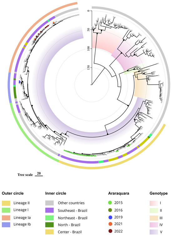 Phylogenetics, Epidemiology and Temporal Patterns of Dengue Virus in ...