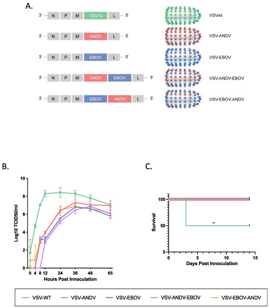 Viruses | Free Full-Text | Bivalent VSV Vectors Mediate Rapid and ...
