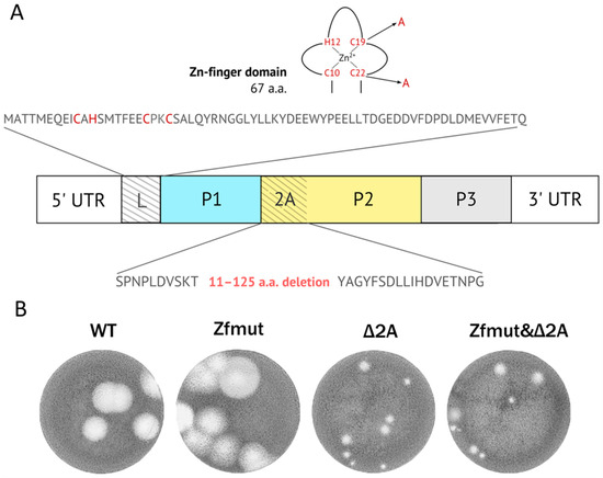 Comprehensive Elucidation of the Role of L and 2A Security Proteins on ...