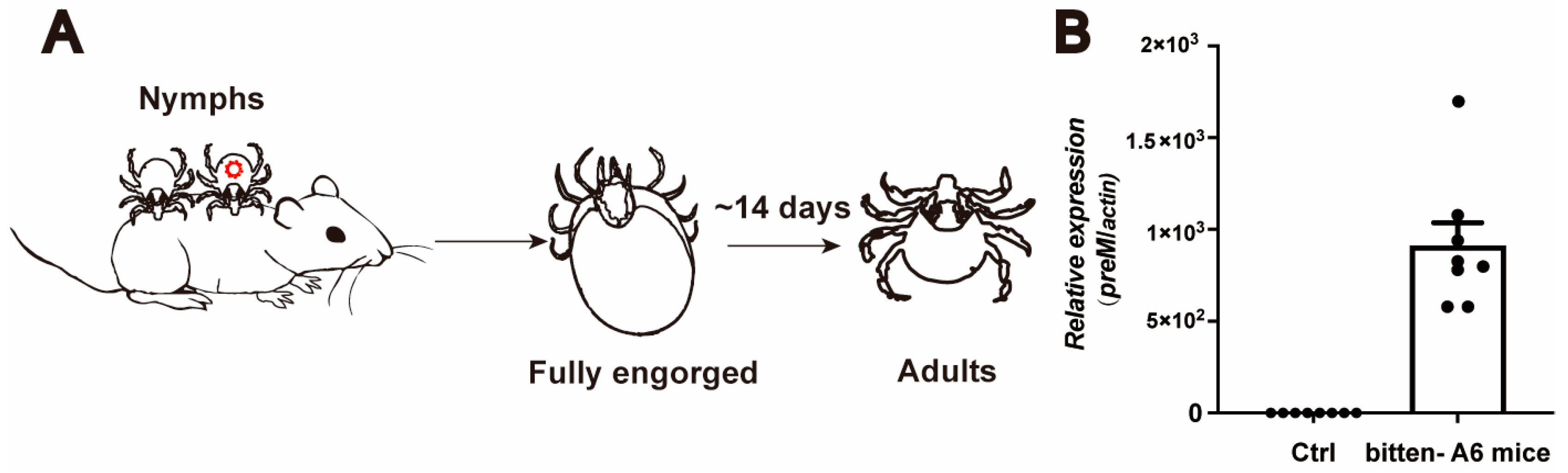The Vector Competence of Asian Longhorned Ticks in Langat Virus ...