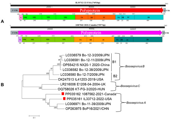 Identification and Genomic Characterization of Bovine Boosepivirus A in ...