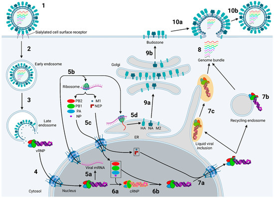 The Influenza A Virus Replication Cycle: A Comprehensive Review