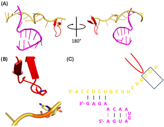 The Influenza A Virus Replication Cycle: A Comprehensive Review
