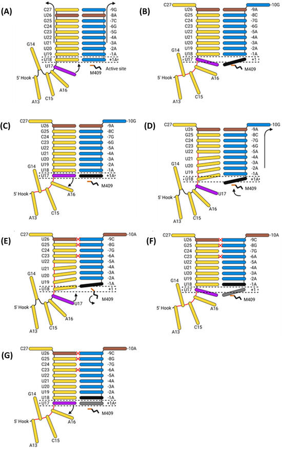 The Influenza A Virus Replication Cycle: A Comprehensive Review