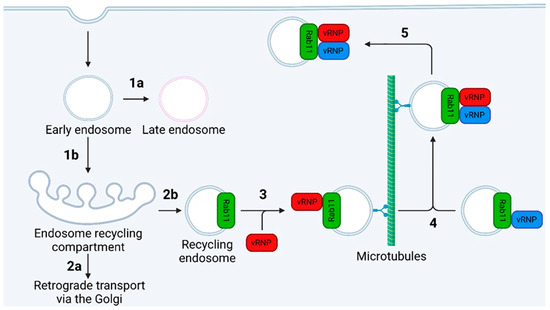 The Influenza A Virus Replication Cycle: A Comprehensive Review
