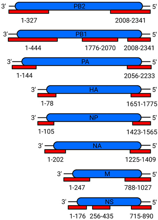 The Influenza A Virus Replication Cycle: A Comprehensive Review