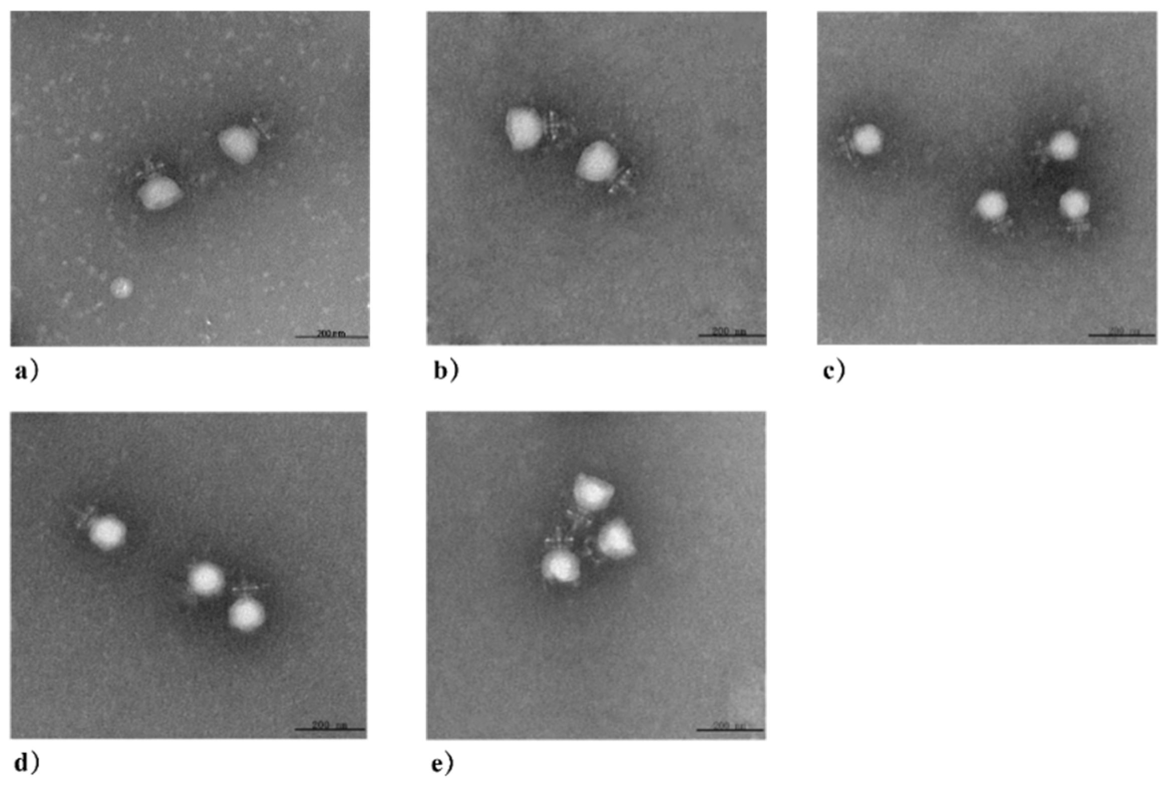 Correction: Teng et al. Efficacy Assessment of Phage Therapy in Treating Staphylococcus aureus ...
