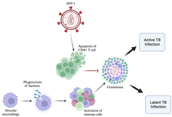 HIV–TB Coinfection: Current Therapeutic Approaches and Drug Interactions