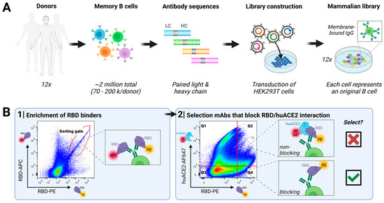 Fast-Track Discovery of SARS-CoV-2-Neutralizing Antibodies from Human B Cells by Direct ...
