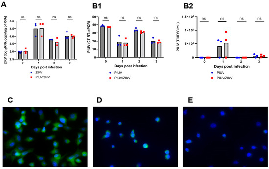 Negevirus Piura Suppresses Zika Virus Replication in Mosquito Cells