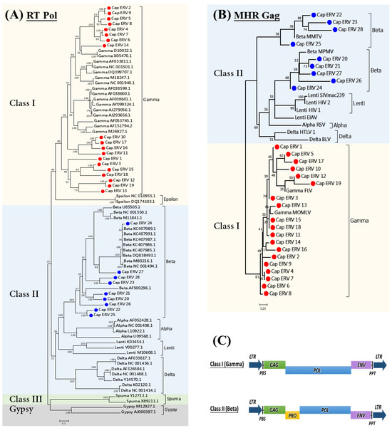 Evolution of Endogenous Retroviruses in the Subfamily of Caprinae