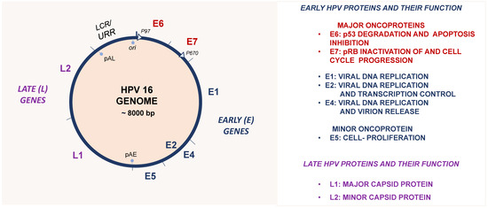 Human Oncogenic Viruses: Characteristics and Prevention Strategies ...