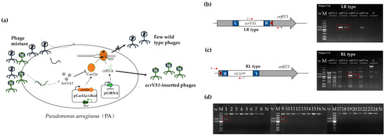 CRISPR RNA-Guided Transposases Facilitate Dispensable Gene Study in Phage