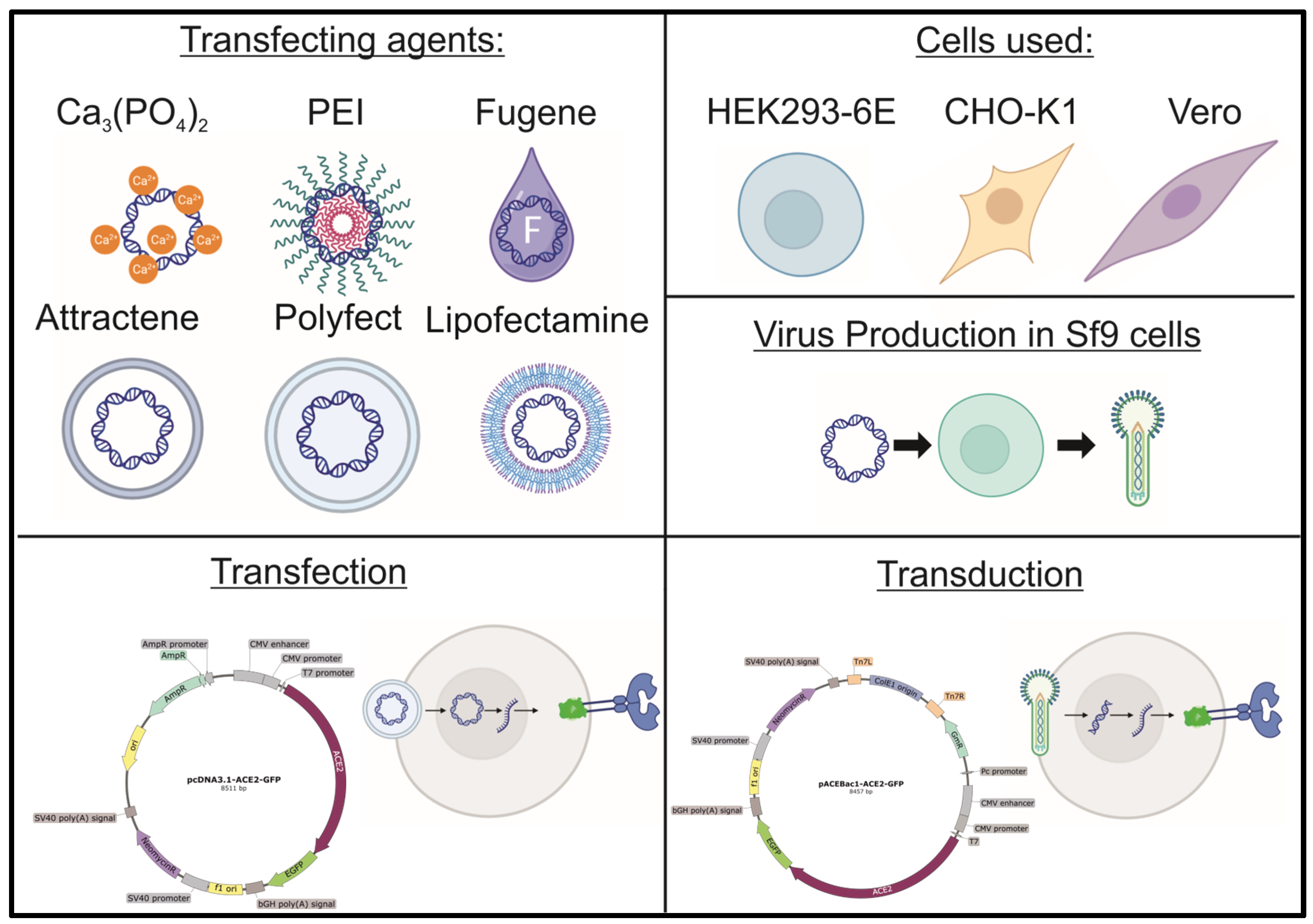 Comprehensive Comparison of Baculoviral and Plasmid Gene Delivery in ...