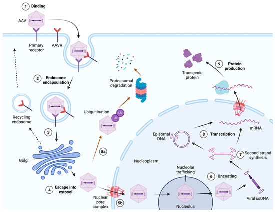Natural Adeno-Associated Virus Serotypes and Engineered Adeno ...