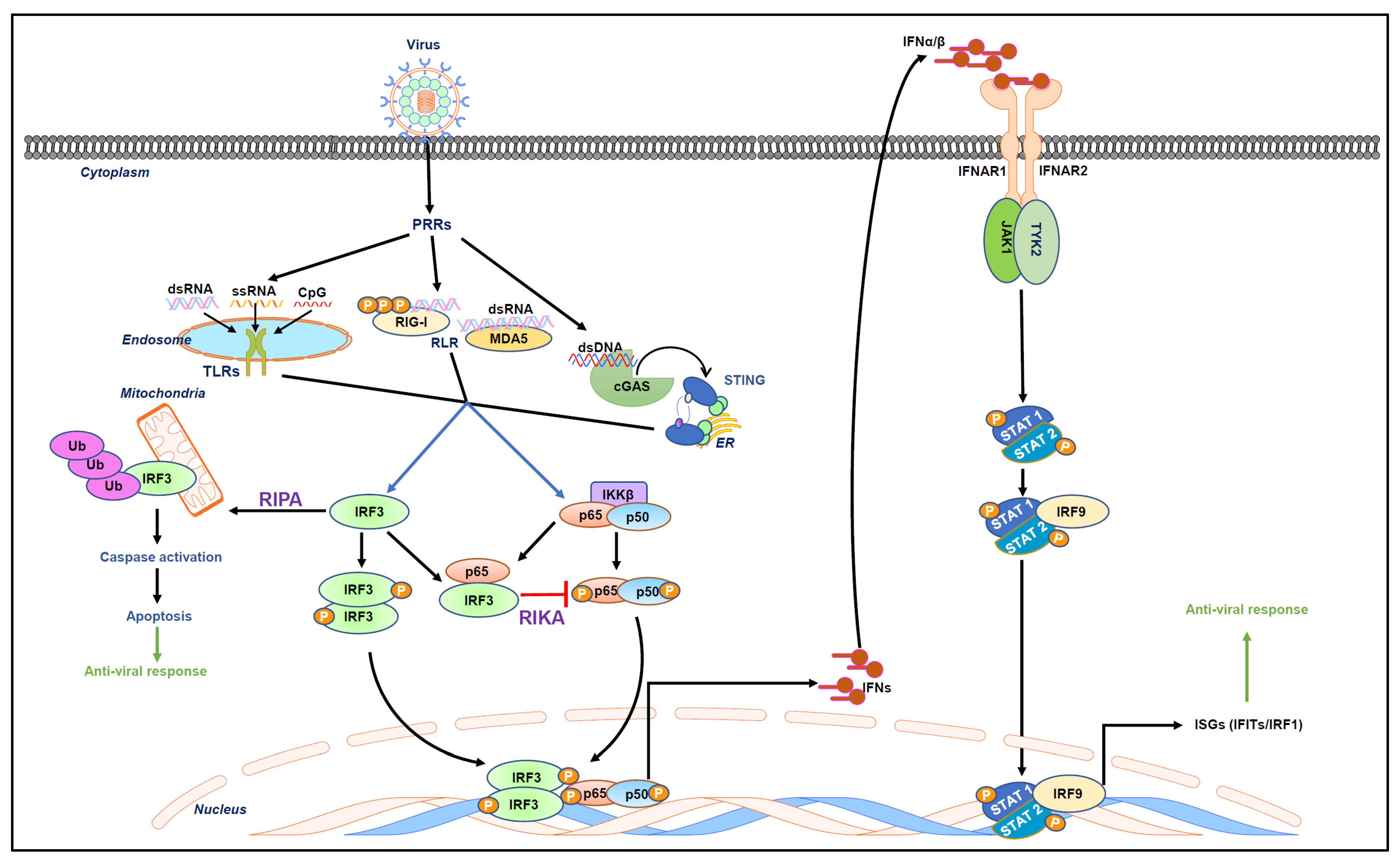 Interferons in Viral Infections