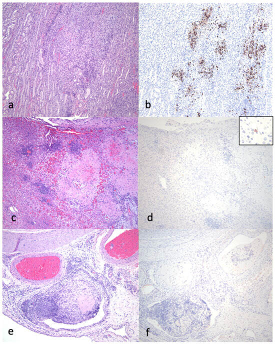Serologic, Virologic and Pathologic Features of Cats with Naturally ...