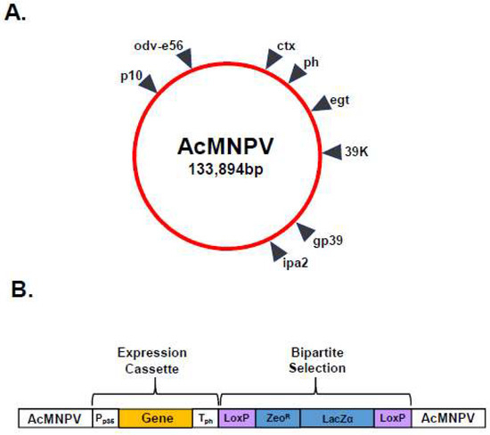 Multi-Gene Recombinant Baculovirus Expression Systems: From Inception ...