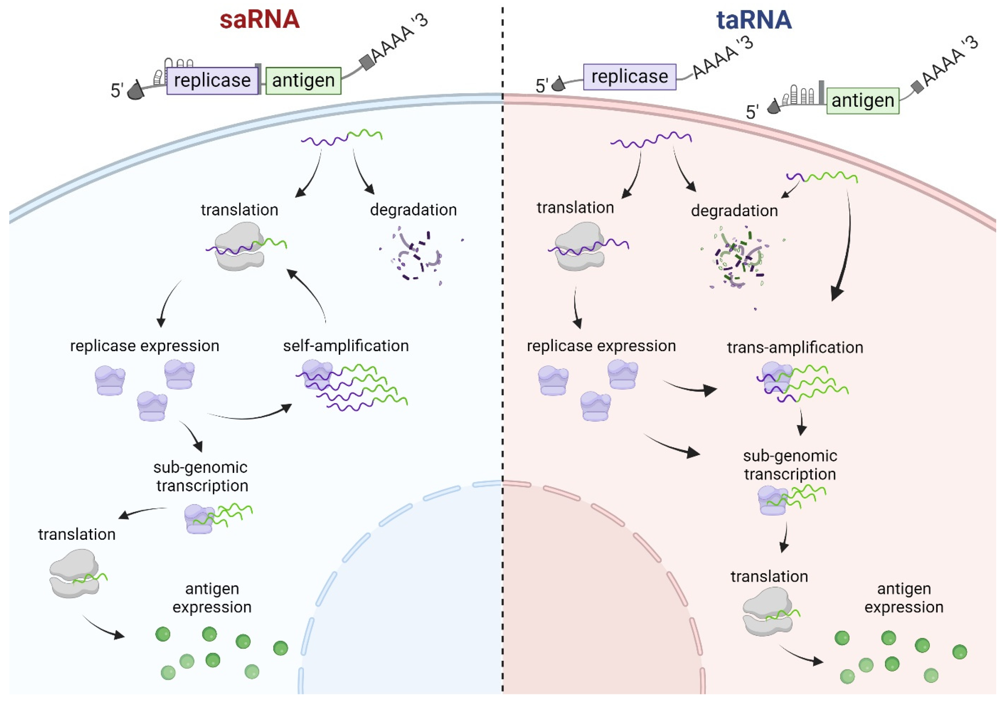 Viruses | Free Full-Text | Trans-Amplifying RNA: A Journey from Alphavirus Research to Future ...