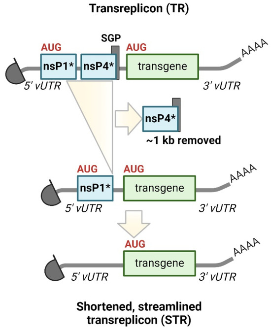 Viruses | Free Full-Text | Trans-Amplifying RNA: A Journey from Alphavirus Research to Future ...