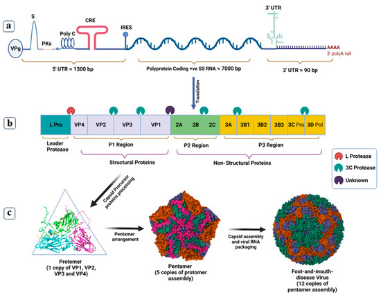 Cell Culture Adaptive Amino Acid Substitutions in FMDV Structural ...