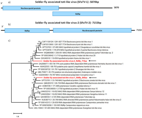 Viruses | Free Full-Text | Transcriptome Analysis Reveals a Diverse ...