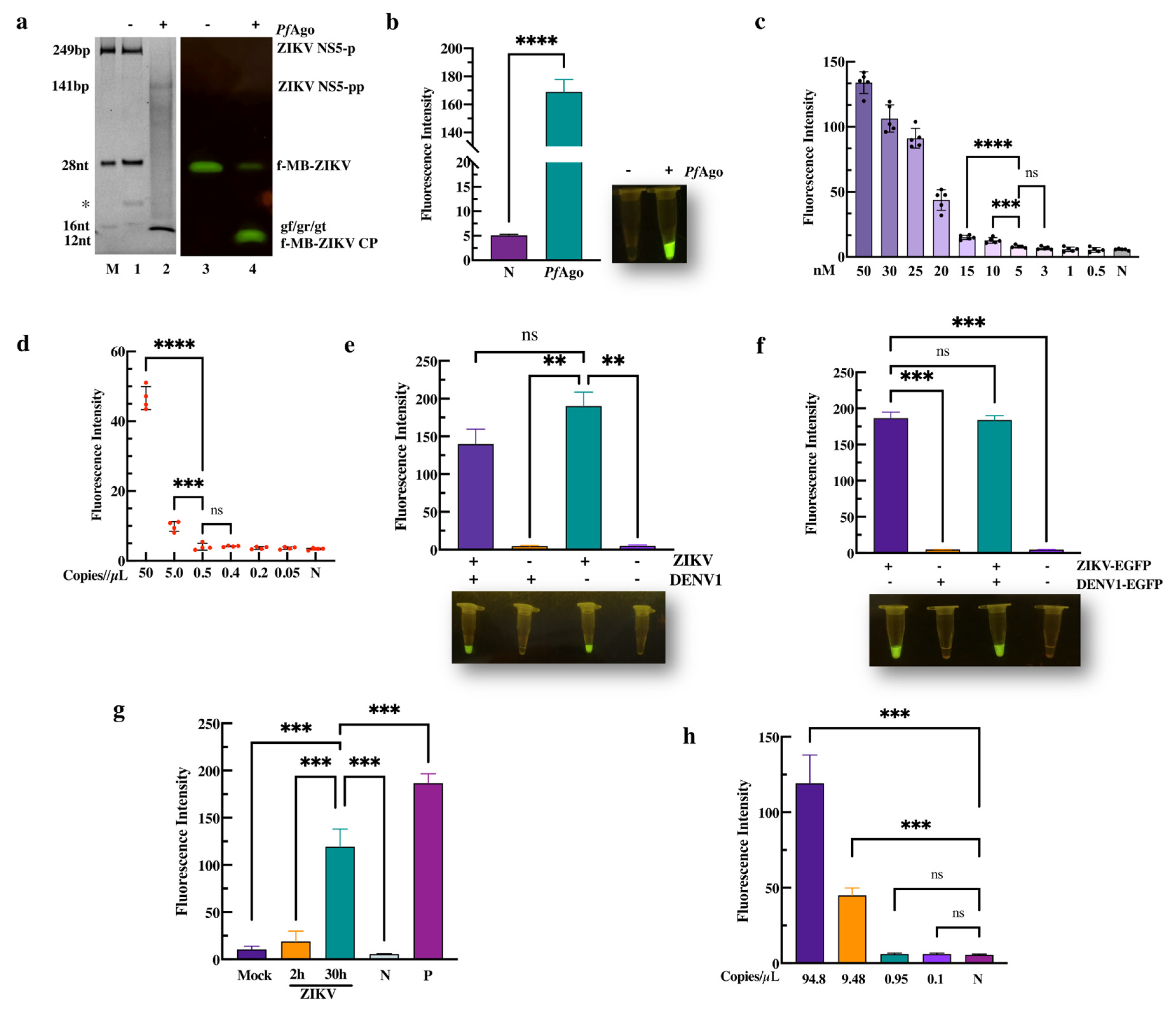 PfAgo-Based Zika Virus Detection