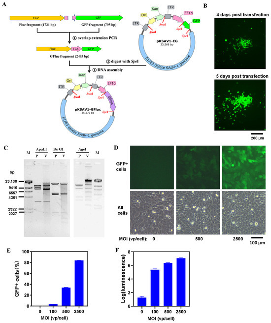 Viruses | Free Full-Text | The Biodistribution of Replication-Defective ...
