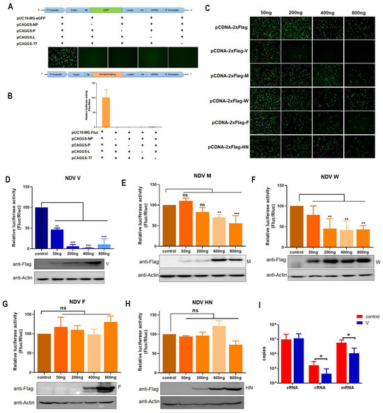 The W195 Residue of the Newcastle Disease Virus V Protein Is Critical ...