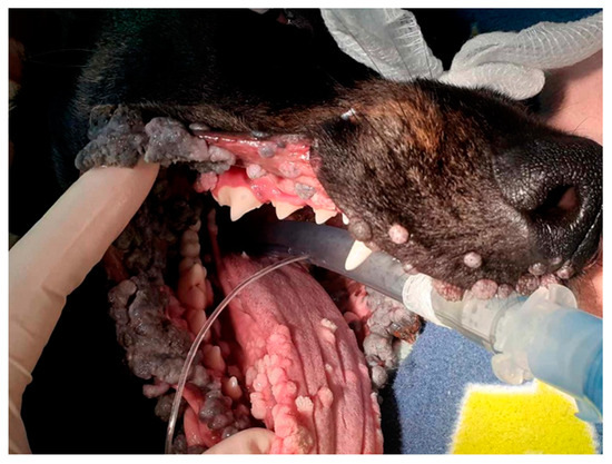 Canis Familiaris Papillomavirus Type 26: A Novel Papillomavirus of Dogs and the First Canine ...