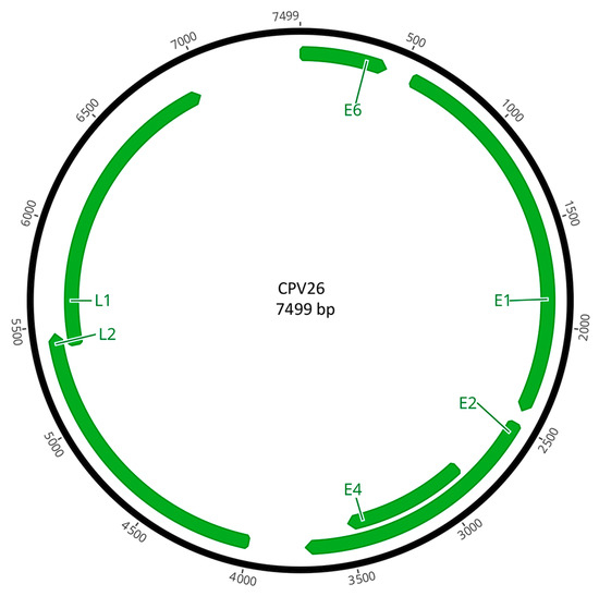 Canis Familiaris Papillomavirus Type 26: A Novel Papillomavirus of Dogs ...