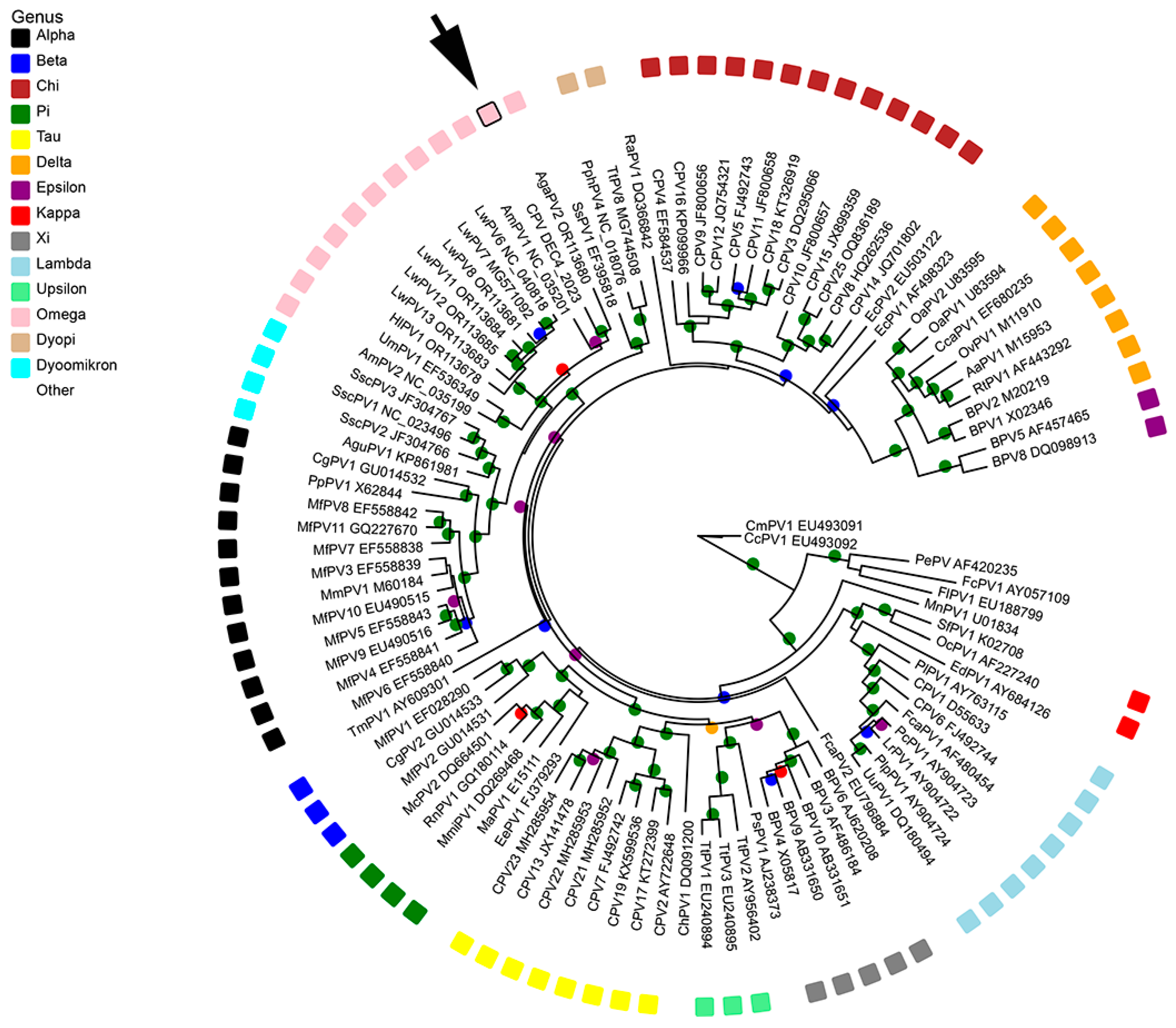 Canis Familiaris Papillomavirus Type 26: A Novel Papillomavirus of Dogs ...