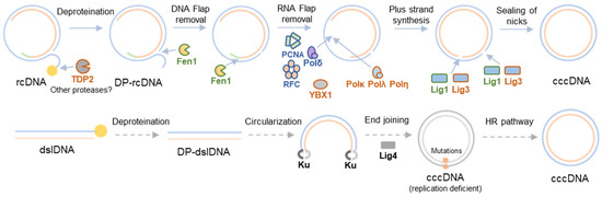 Mechanisms of Hepatitis B Virus cccDNA and Minichromosome Formation and HBV Gene Transcription
