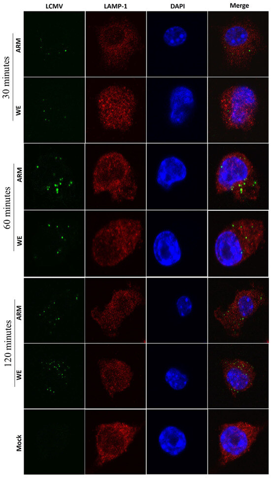 Pathogenic and Apathogenic Strains of Lymphocytic Choriomeningitis ...